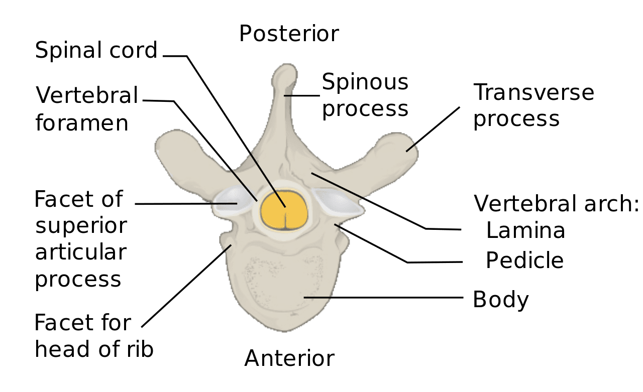 CoFlex Surgery
